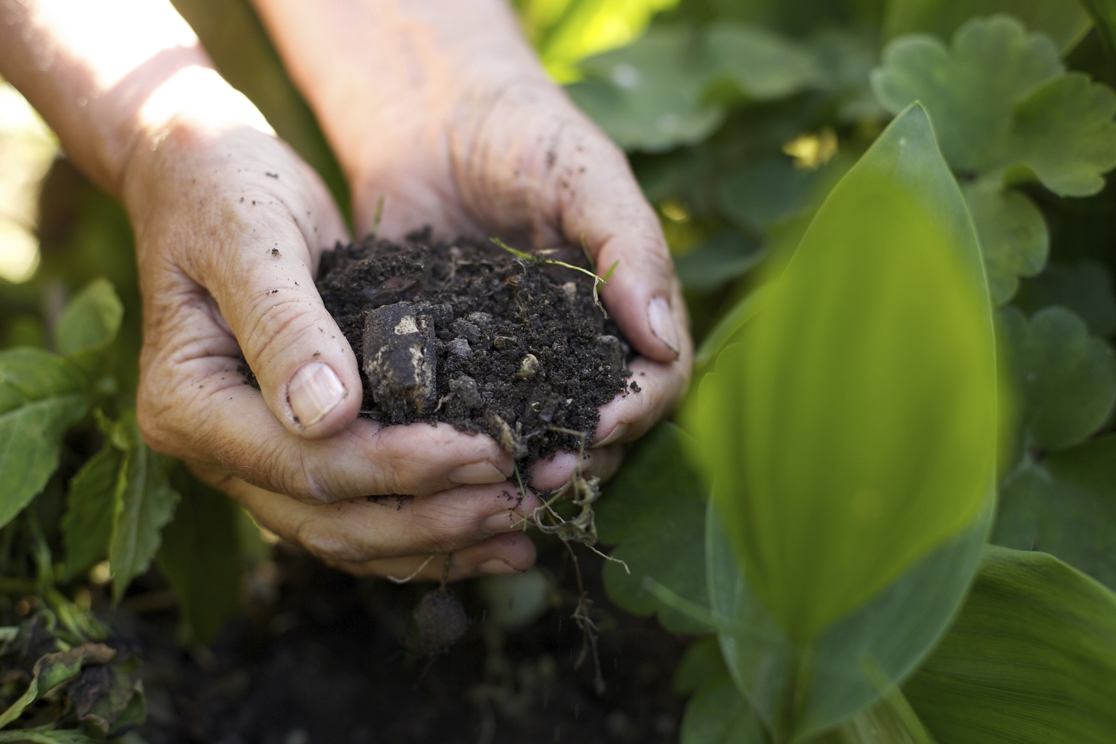 Soil Health Stangl's Enviro Lawn Care