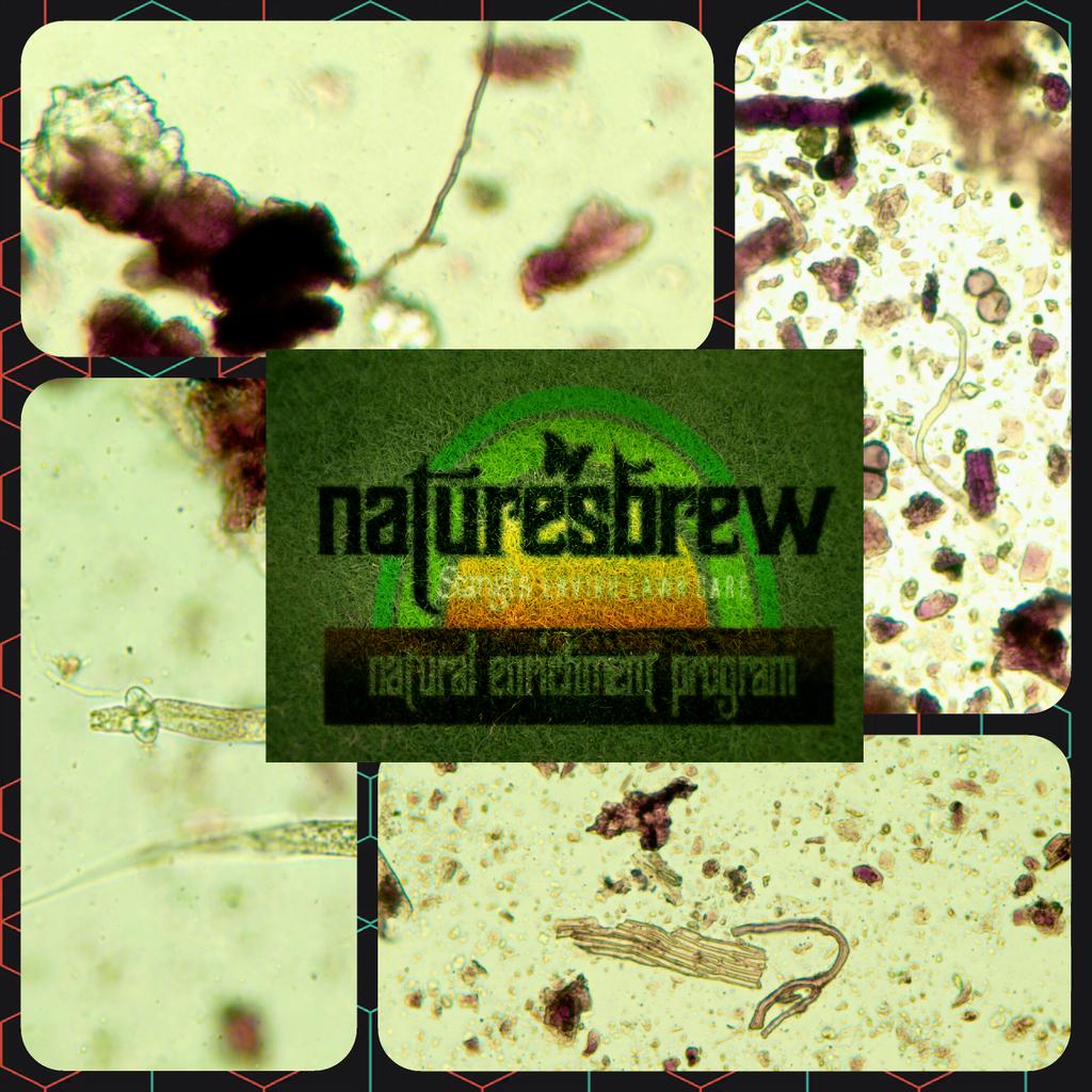Understanding Regenerative Lawn Care: Setting Realistic Expectations ...